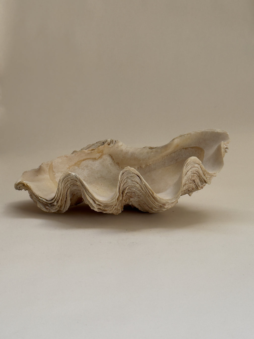 Antique Clam Shell No II – Galerie Storm